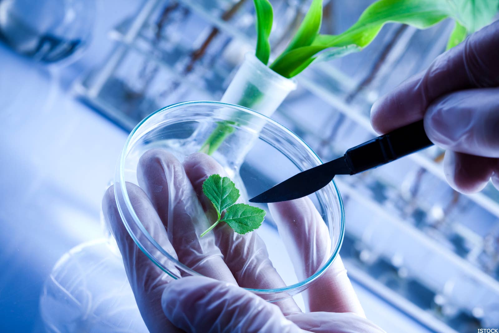 5 Stocks Under $10 Set to Soar Higher: Calithera Biosciences (CALA ...