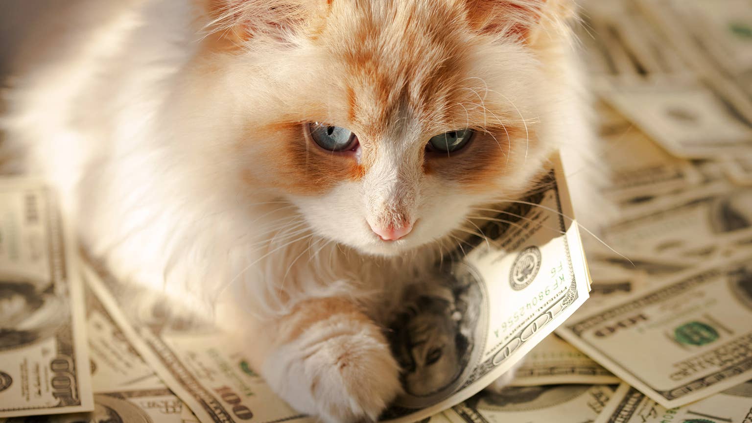 Pet retailer enters bankruptcy amid financial struggles - TheStreet