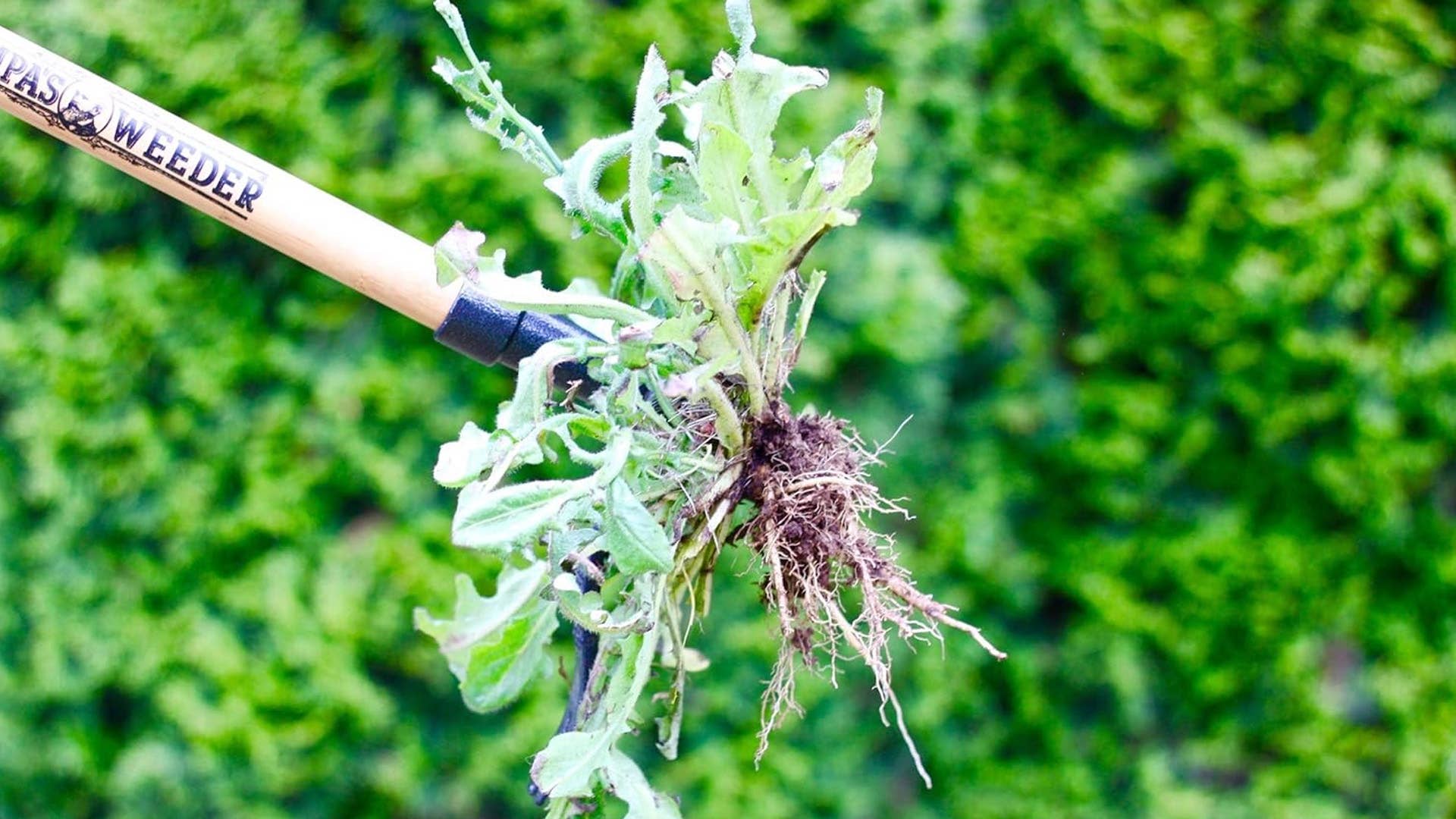 Amazon's bestselling weeder is selling in droves for $45 - TheStreet