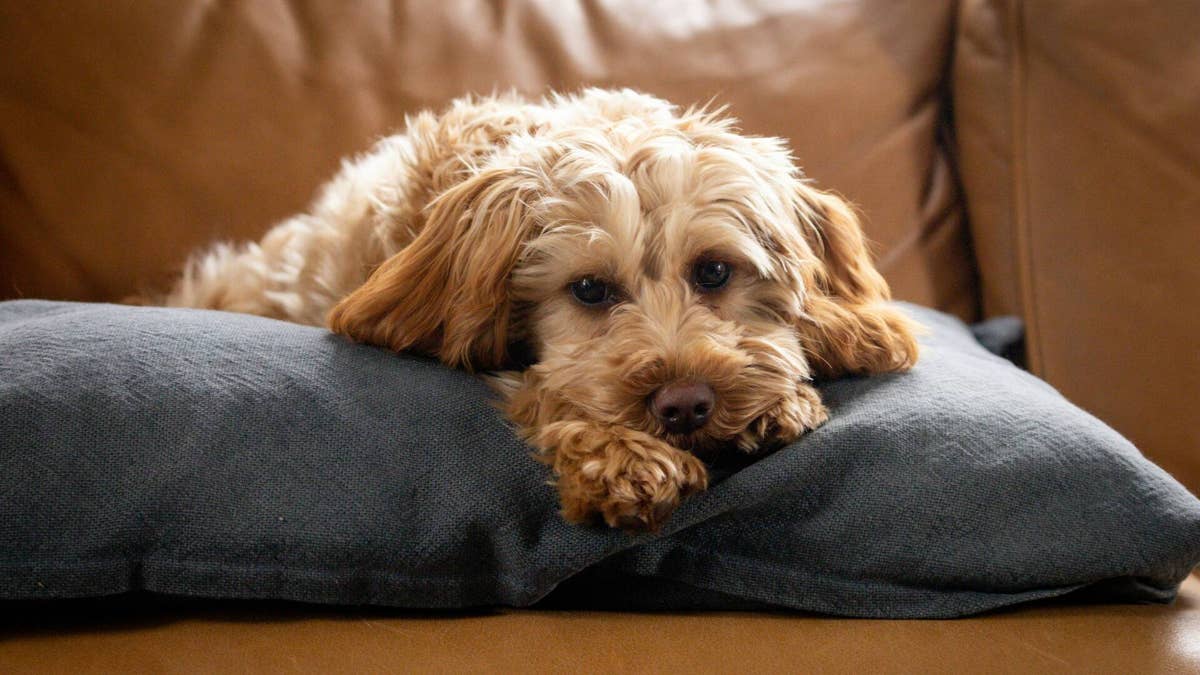 Pet retailer enters bankruptcy amid financial struggles - TheStreet