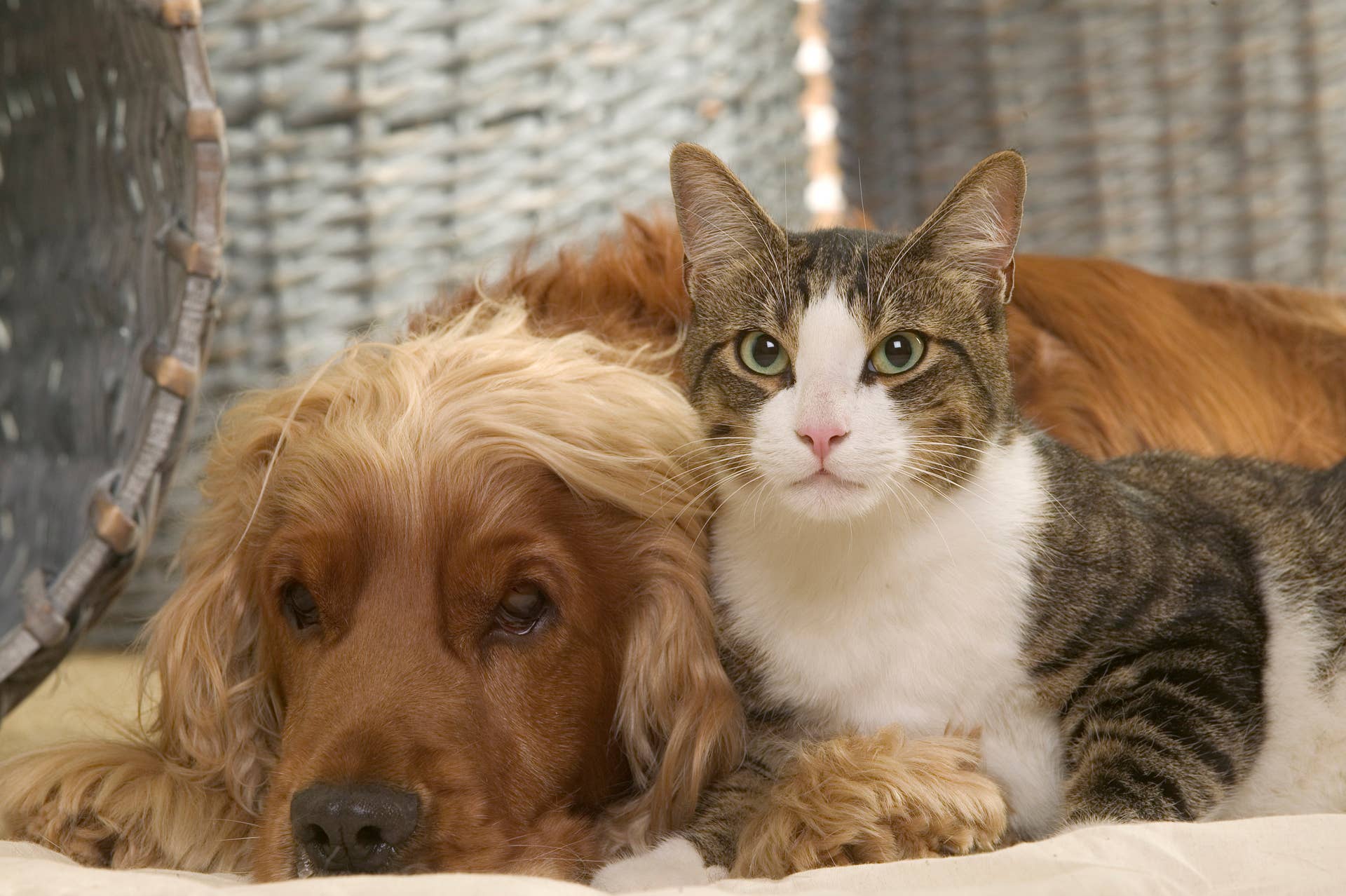 Dog food recalled due to Salmonella - TheStreet
