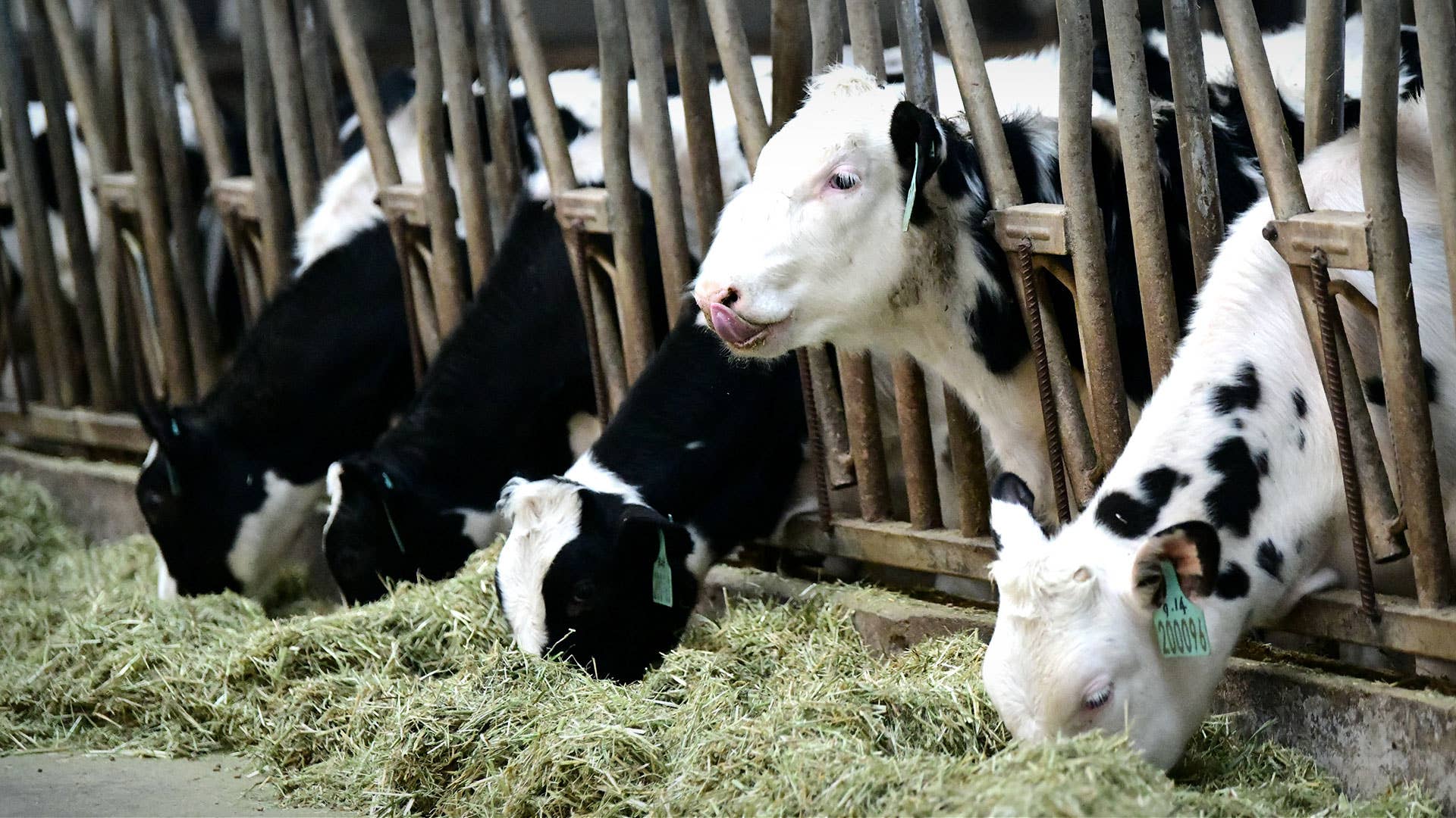 China Claims It Has Successfully Cloned 3 'Super Cows' That Can Produce ...
