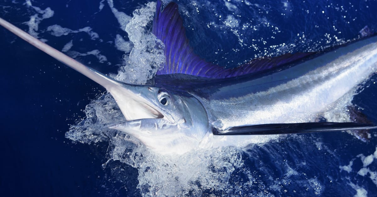 Colossal Fish Battle Ends With Crew Hooked Out of $3.5 Million - TheStreet