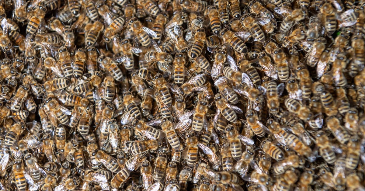 Watch: A swarm of bees lets loose and sows chaos on plane - TheStreet