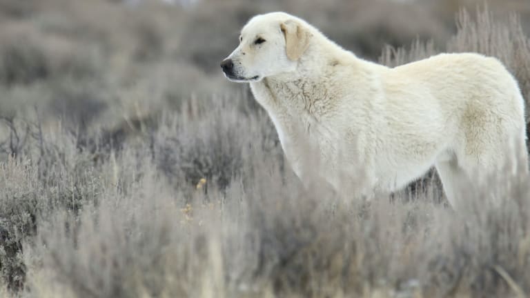 The Rarest Dog Breeds - TheStreet