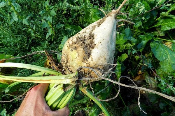 Quirky but Proud: 30 Unusual High School Mascots - TheStreet