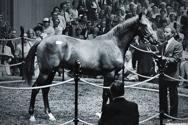 The 10 Most Expensive Racehorses Ever Sold At Auction - TheStreet