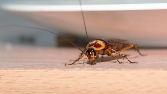 American Airlines Has a New Answer to an Ugly Problem - TheStreet