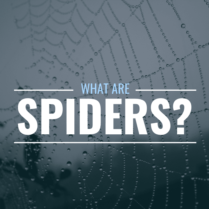 What Are Spiders (SPDRs)? How Are They Used in the Stock Market ...