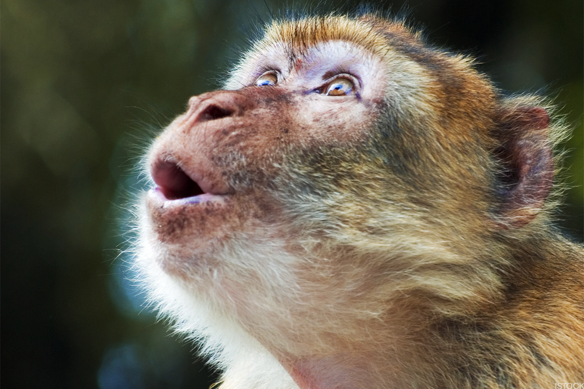 Rhesus Monkeys in Florida Could Spread Killer Herpes Virus to Humans ...