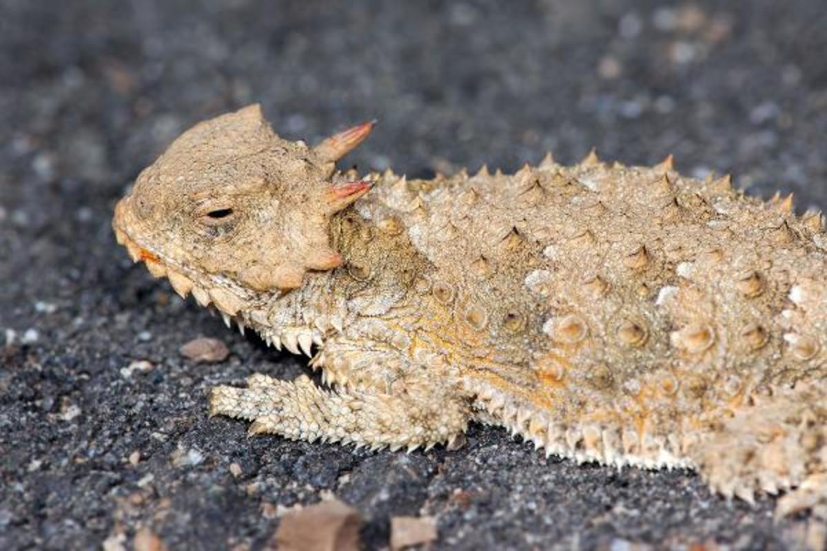 Quirky but Proud: 30 Unusual High School Mascots - TheStreet