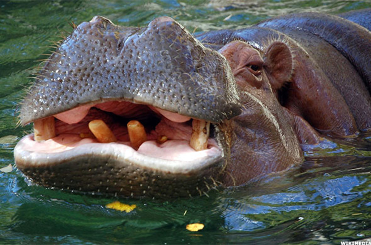 Here Are 10 Insane Things More Likely to Kill You Than A Shark - TheStreet