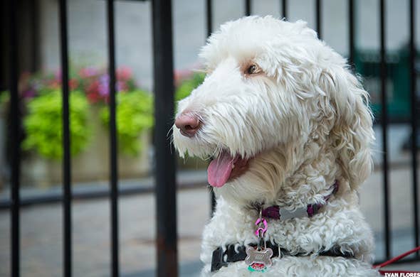 The Dogs of Wall Street: Where America's Power-Pups Eat, Play and Poop ...