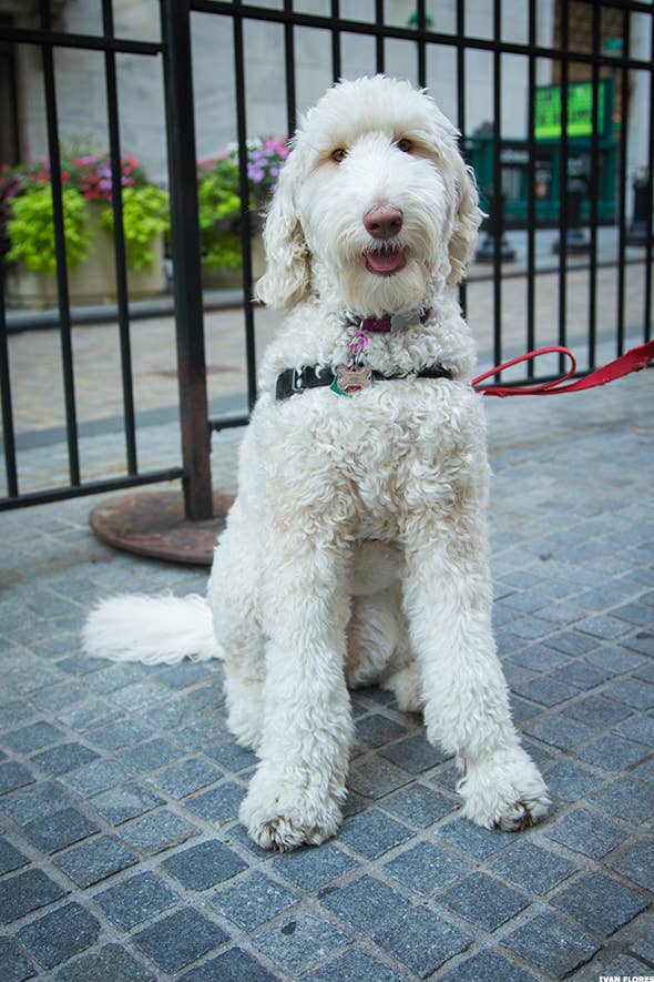 The Dogs of Wall Street: Where America's Power-Pups Eat, Play and Poop ...