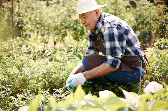 Growing Your Retirement Income Literally -- by Farming - TheStreet