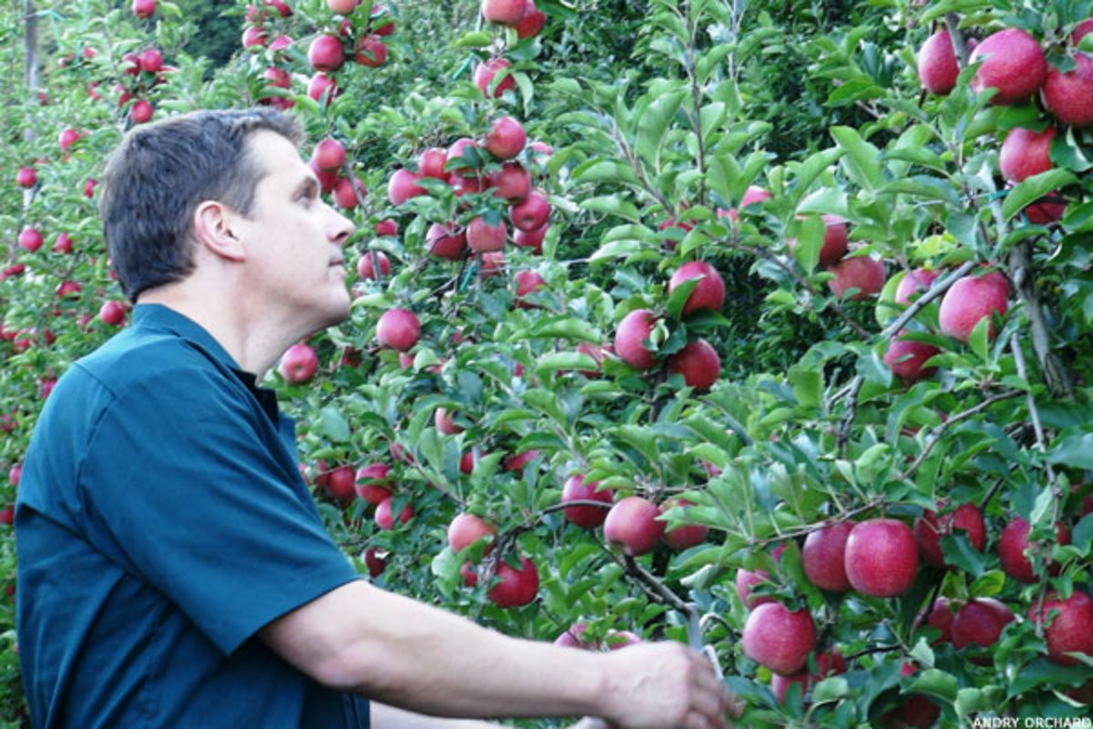 Angry Orchard's David Sipes Gets Samuel Adams to Try Cider - TheStreet