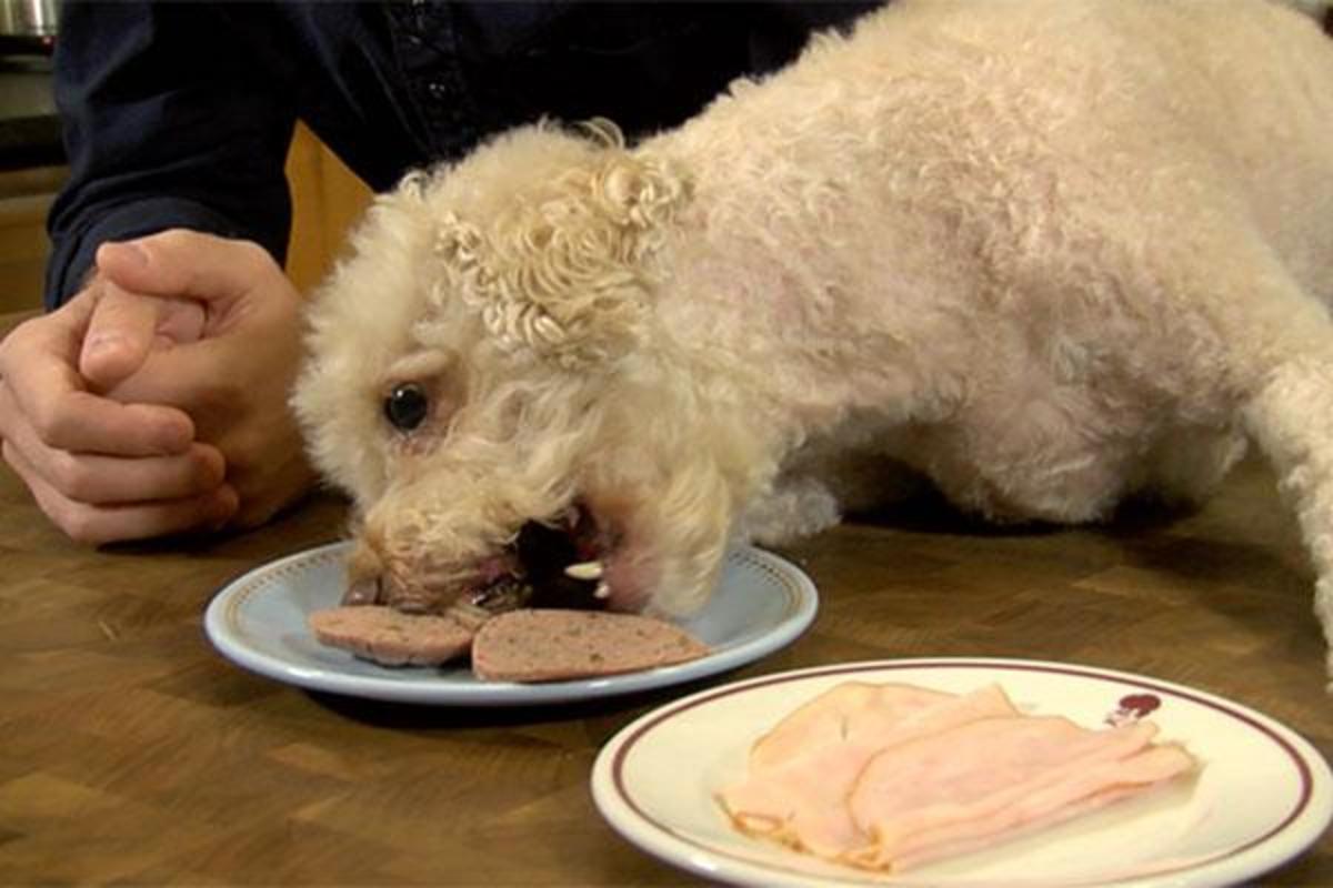 Premium Pet Food is the New Norm - TheStreet