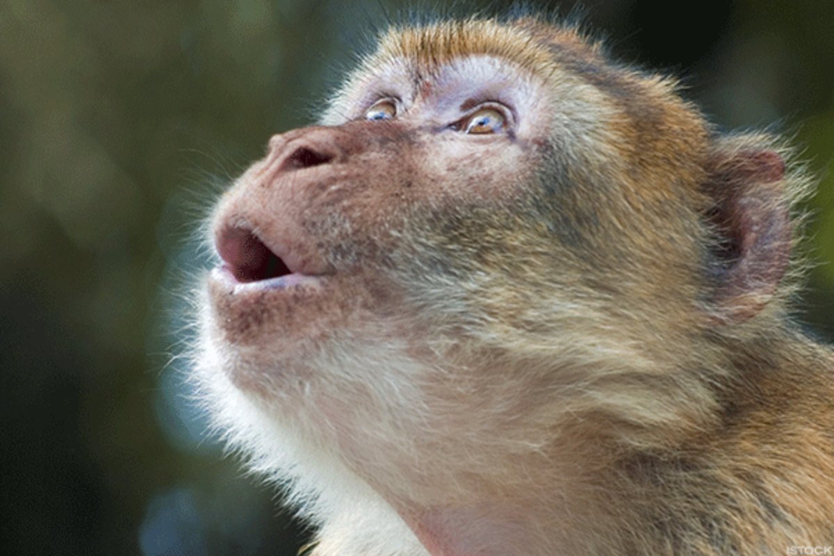 Stock Market 'Monkeyism' Causes Investing Mistakes: Billionaire Ken ...