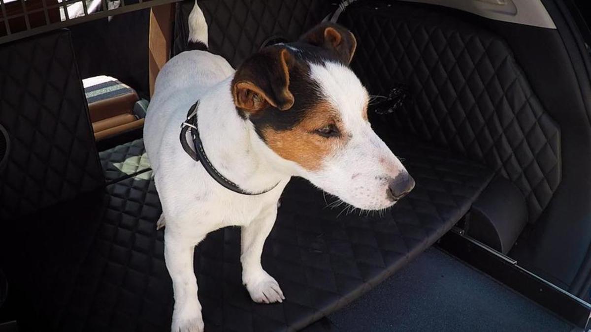 The Nissan Rogue Dogue Concept Car Makes Traveling With Your Pup A ...