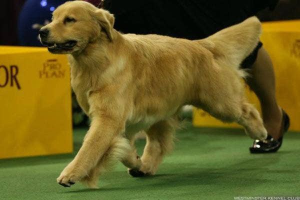 Westminster Dog Show 2017 — And the Winner Is a German Shepherd - TheStreet