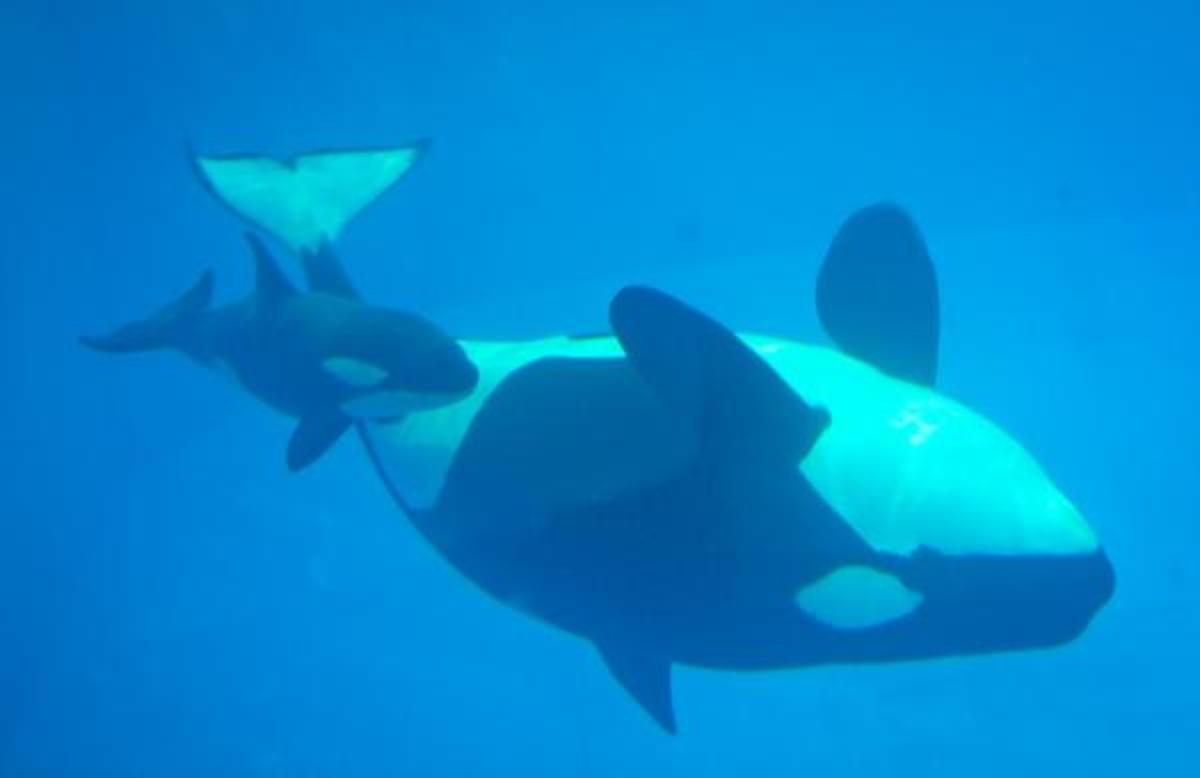 SeaWorld Loses Another Orca, 3-Month Old Kyara Dies - TheStreet
