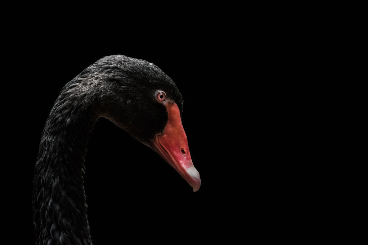 Did We Just Get Hit by a Black Swan? - TheStreet