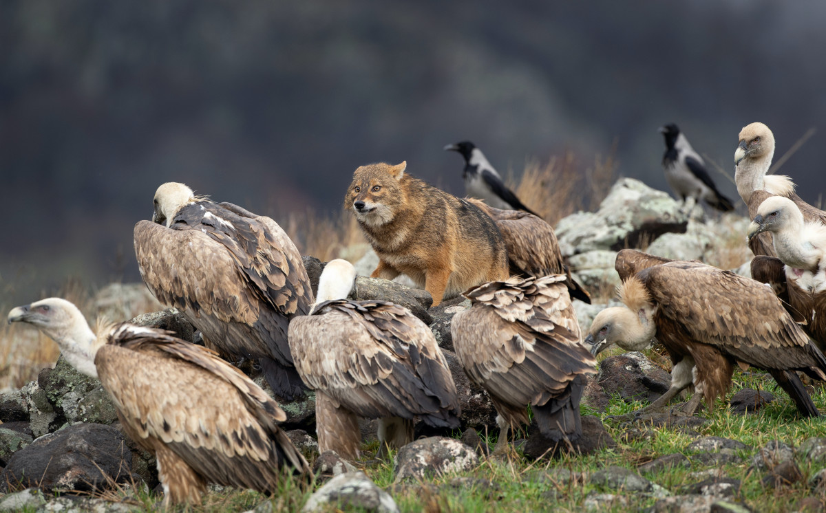 25 Mammals That Are Making a Comeback in Europe - TheStreet