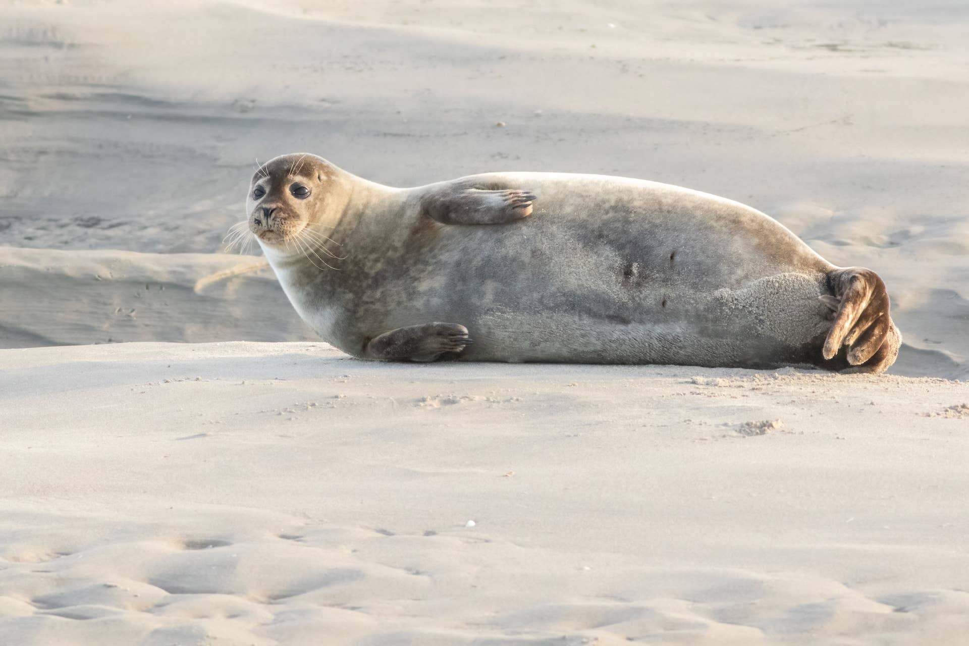 25 Mammals That Are Making a Comeback in Europe - TheStreet