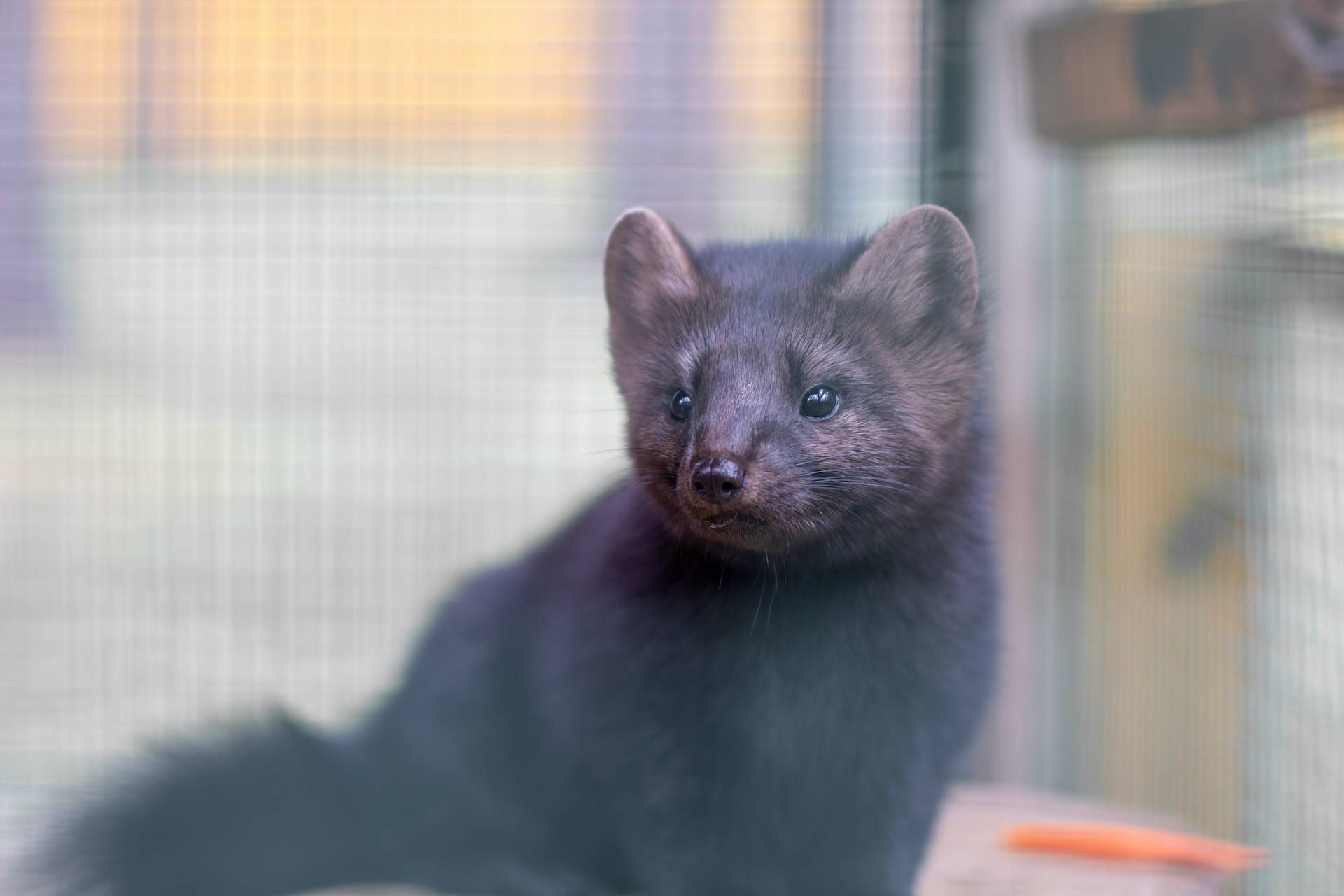 25 Mammals That Are Making a Comeback in Europe - TheStreet