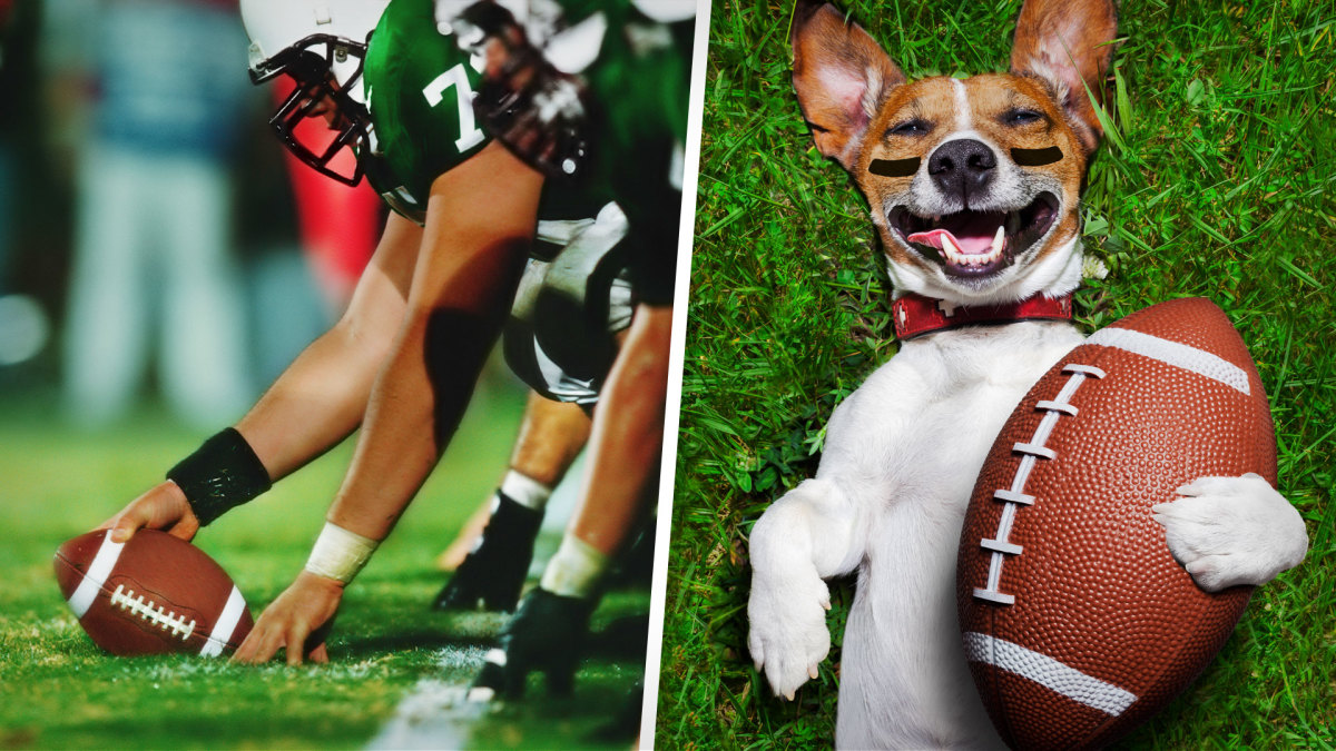 Forget Fox's Super Bowl! Sunday's Real Dog Fight is On HBO - TheStreet