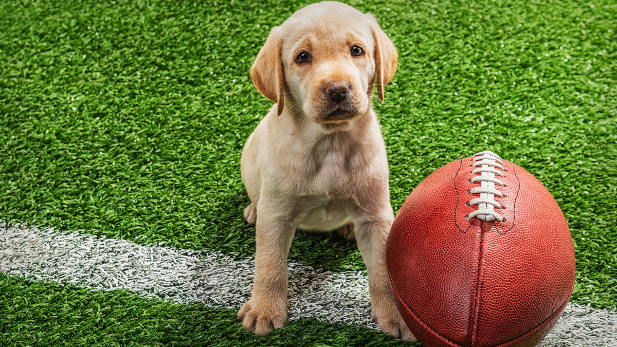 Forget Fox's Super Bowl! Sunday's Real Dog Fight is On HBO - TheStreet