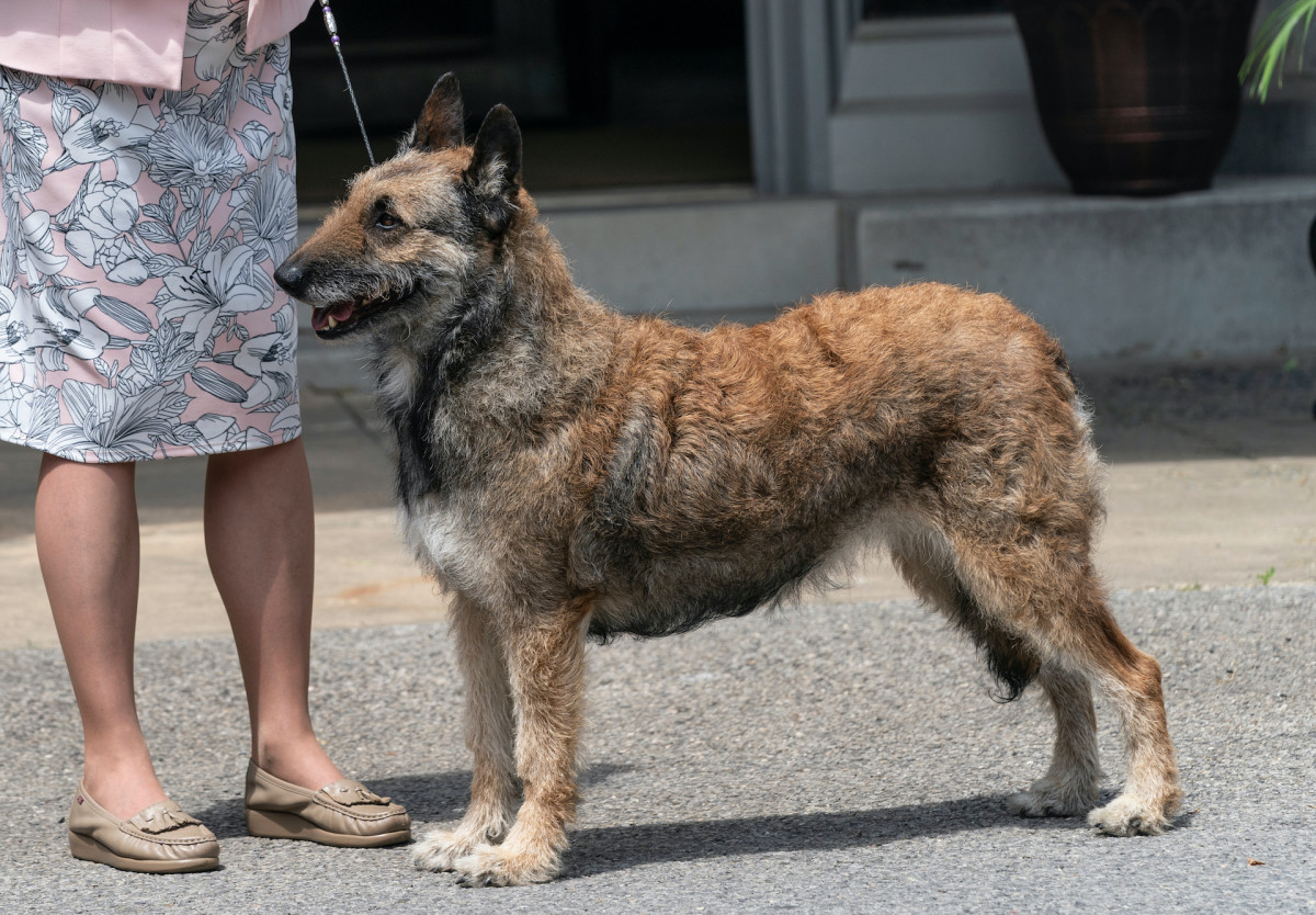 The Rarest Dog Breeds - TheStreet