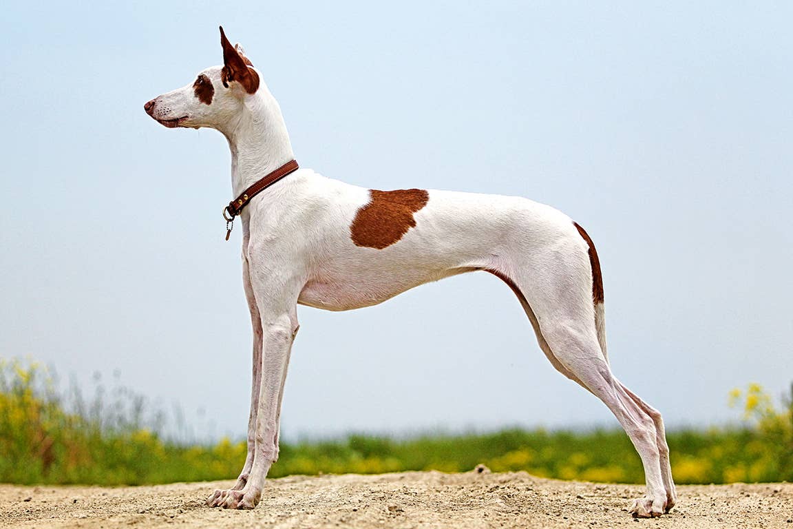 The Rarest Dog Breeds - TheStreet