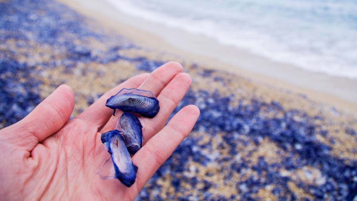 Thousands of Bizarre Blue Blobs Are Washing Up On California Beaches ...