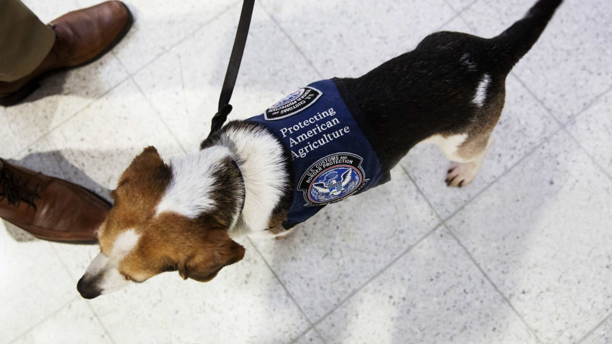 Meet The Beagle Brigade - TheStreet