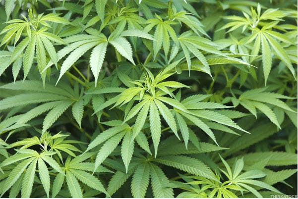 Justice Department Rules Native Americans Can Grow Marijuana On ...
