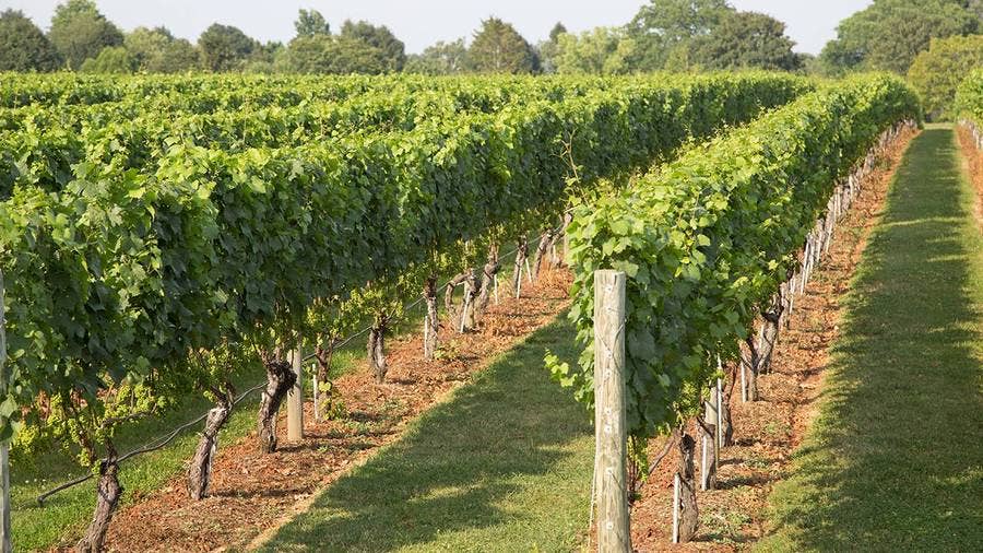 A Tour of Wolffer Estate's Winery With Winemaker Roman Roth - Video ...