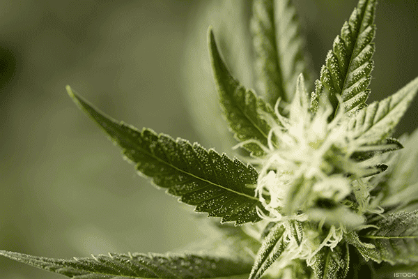 Cannabis News Week: German Imports, Tyson 2.0 on the Ropes - TheStreet