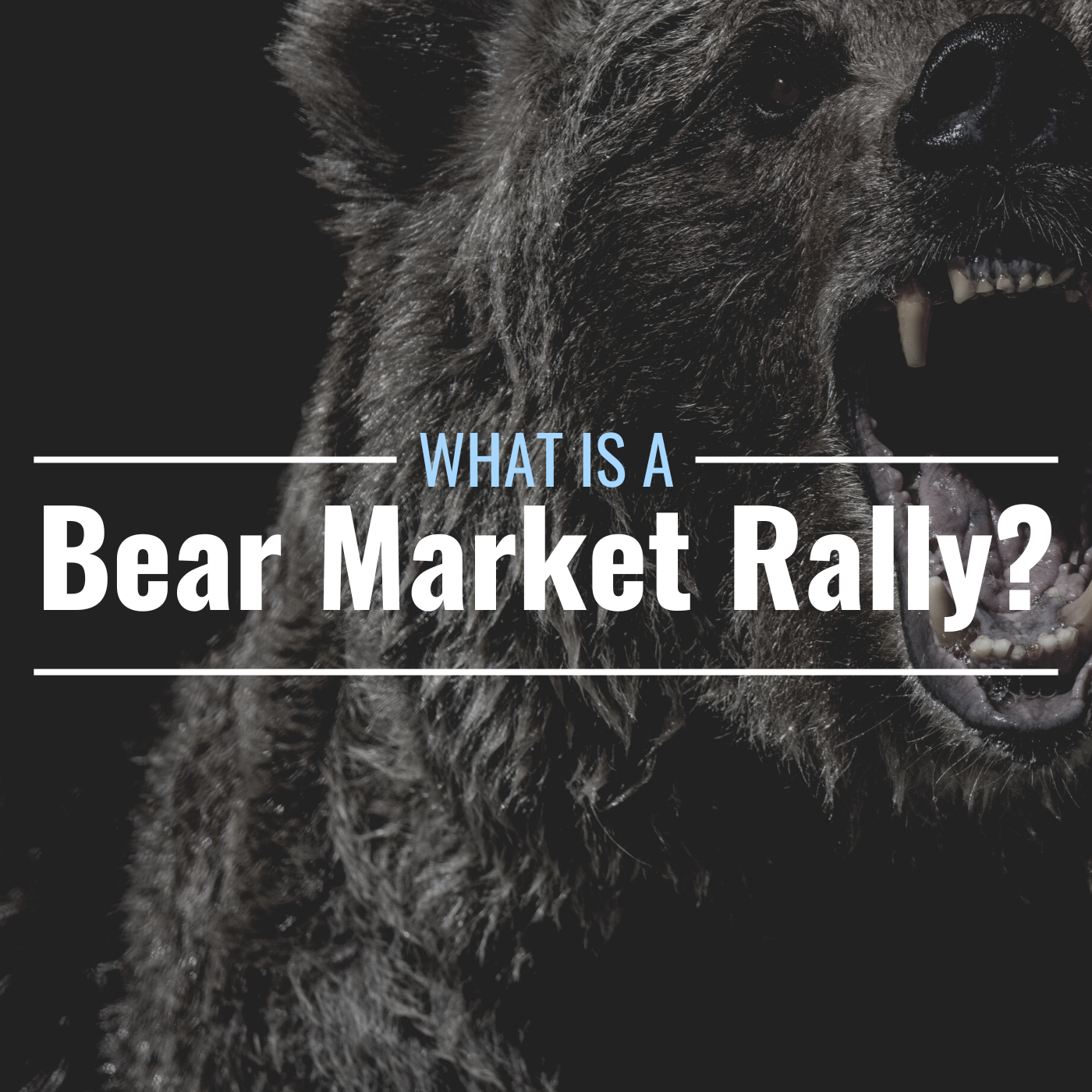What Is a Bear Market Rally? Definition, Identification & Causes ...