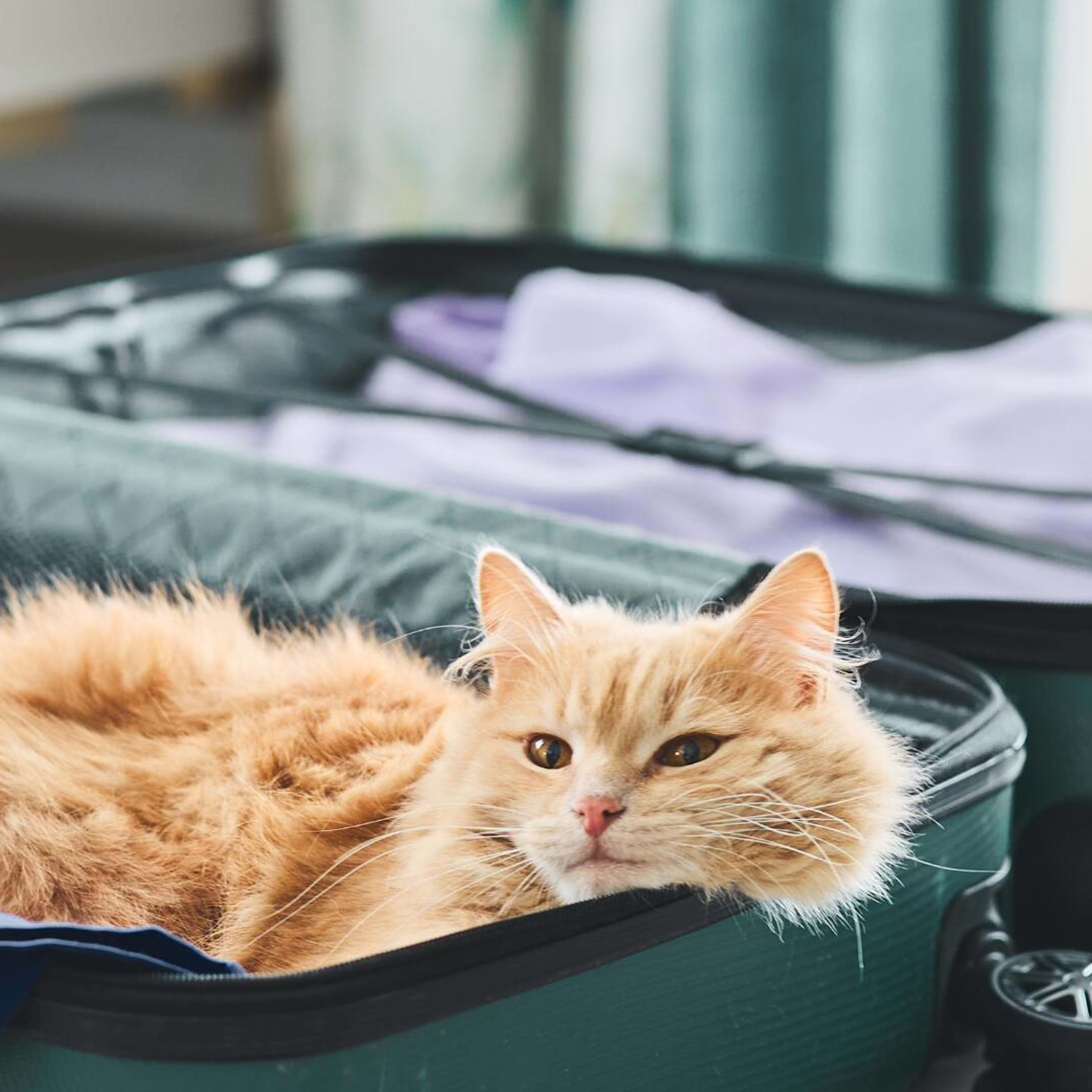 What Is Securities Fraud? Definition, Types & Examples - TheStreet