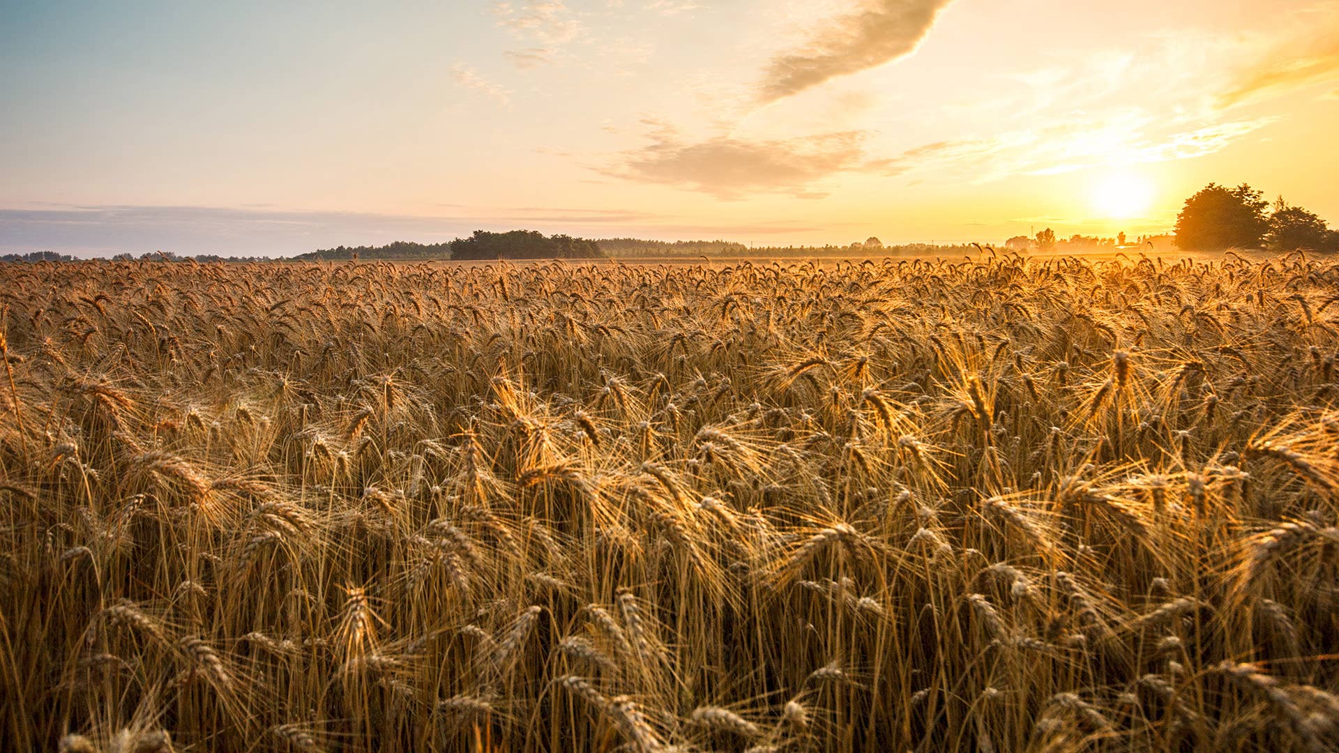 The 30 Biggest Crops in the U.S. - TheStreet
