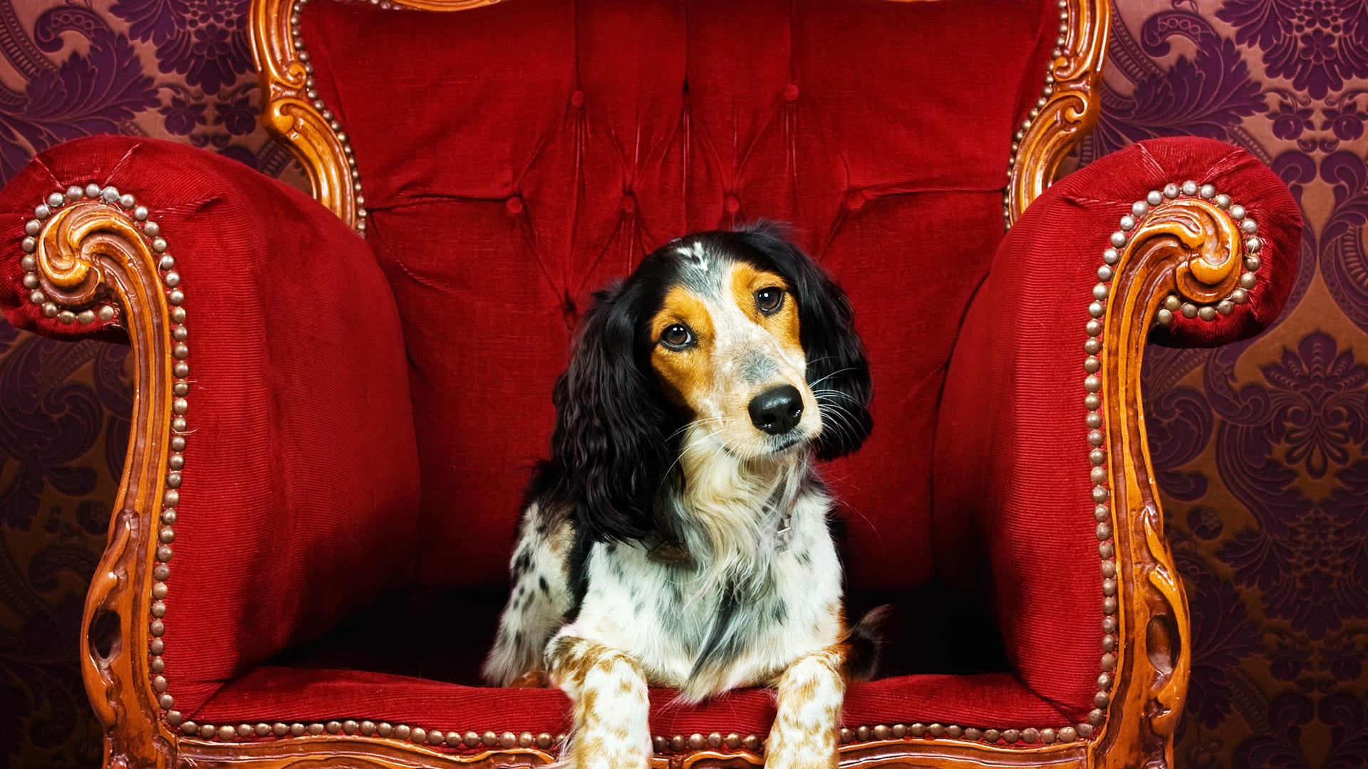 Popular pet and garden chain closing all locations, no bankruptcy ...